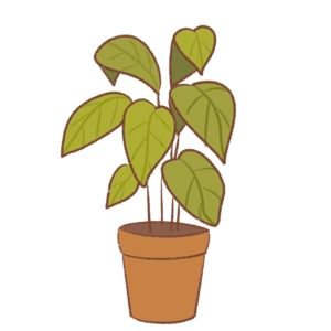 How to Draw a Simple House Plant