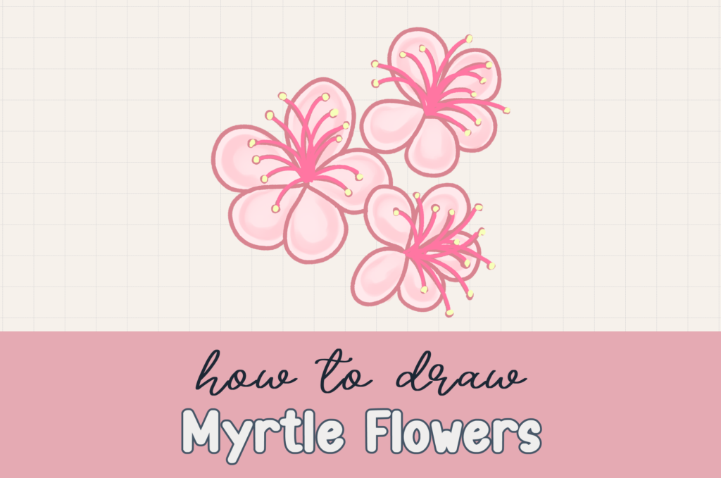 How to Draw Myrtle Flowers – Draw Cartoon Style!