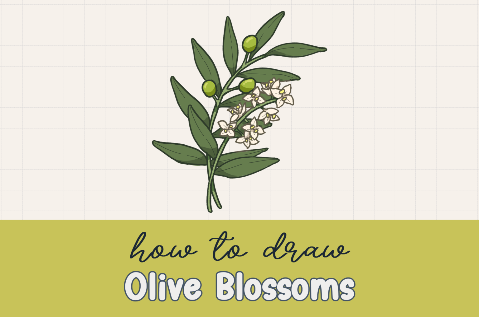 How to Draw Olive Blossoms – Draw Cartoon Style!